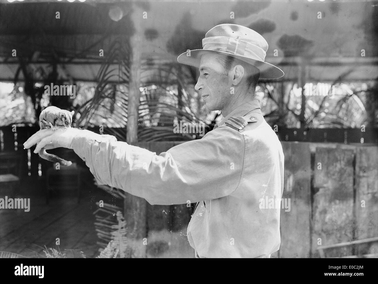 'Ferdie,' a pygmy flying phalanger, is photographed in 1945 during ...