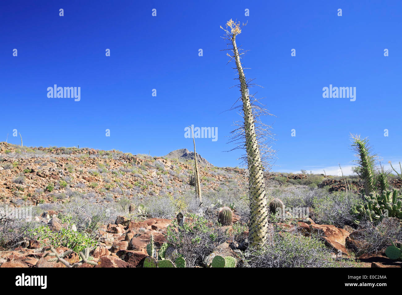 Baja california boojum trees fouquieria High Resolution Stock ...