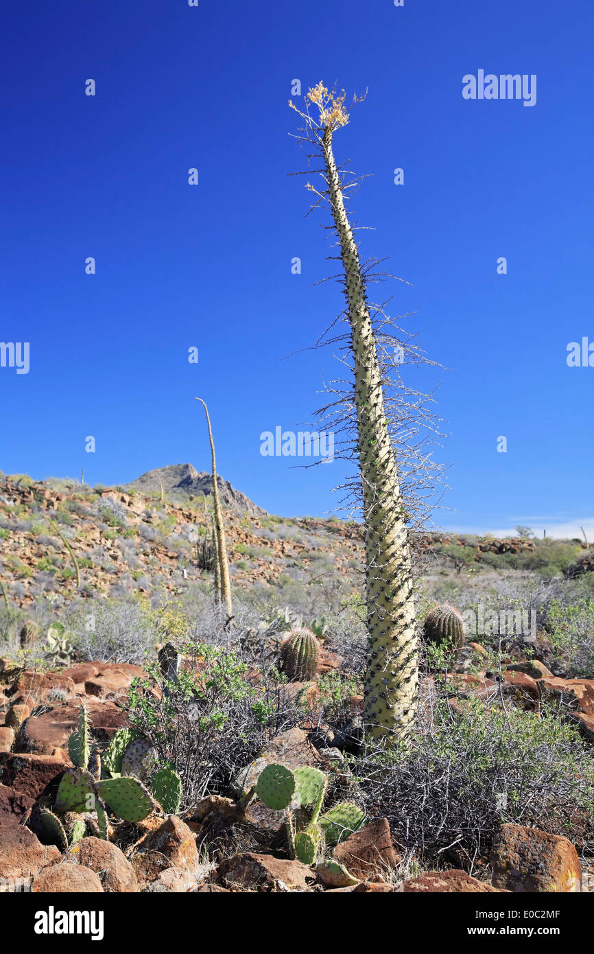 Baja california boojum trees fouquieria High Resolution Stock ...