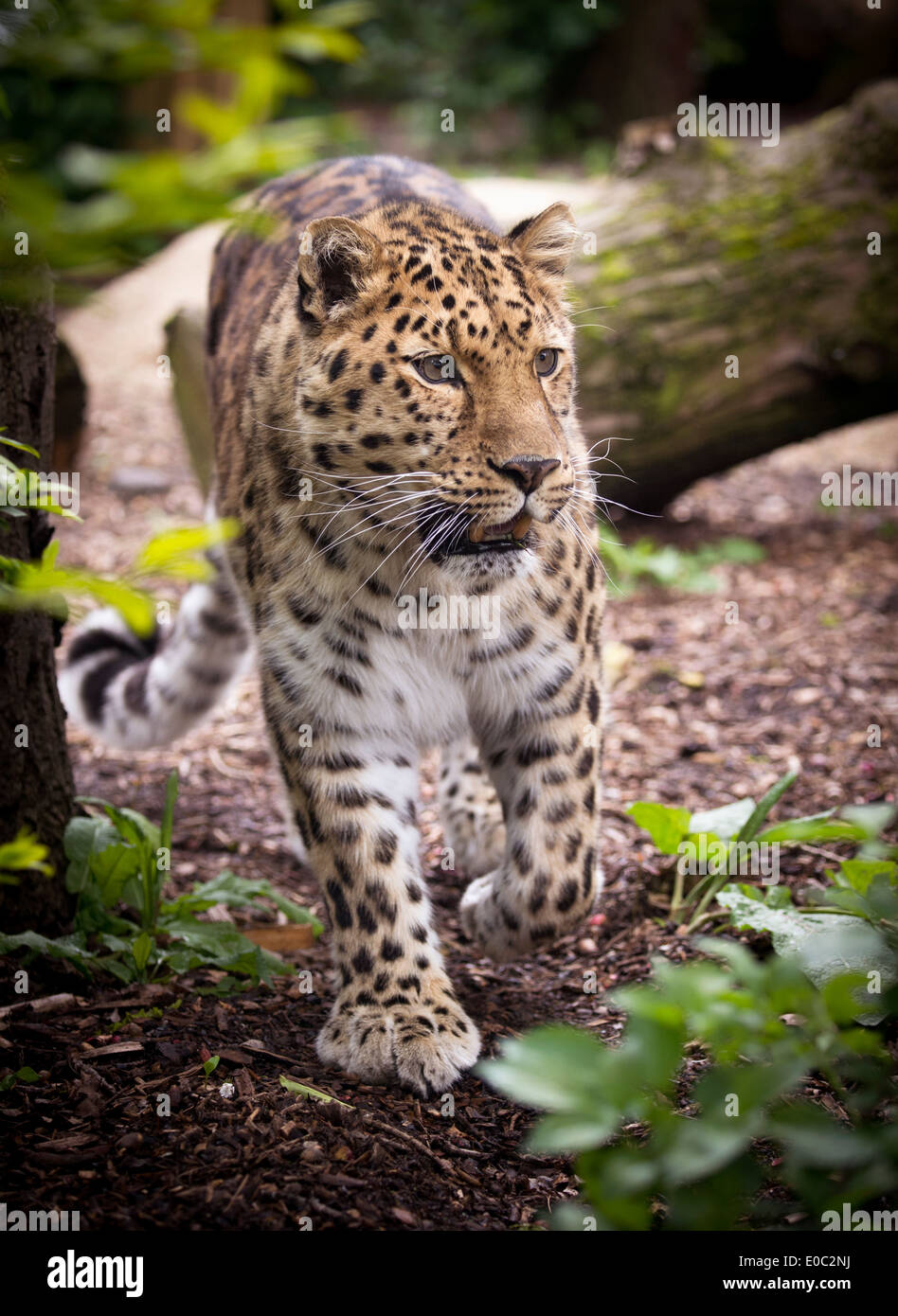 Amur leopard walking camera hi-res stock photography and images - Alamy