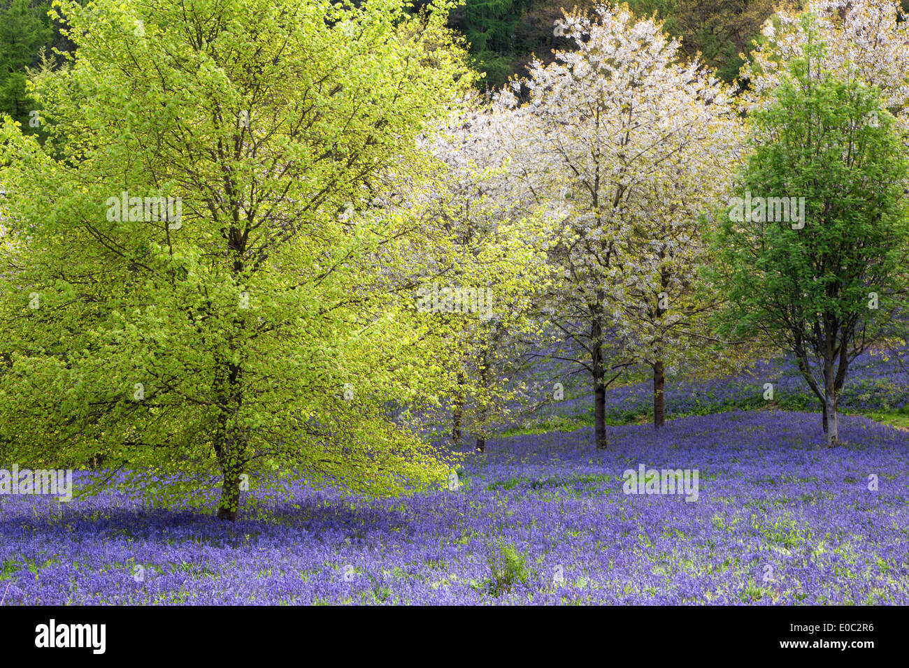 Native wild Bluebells growing in the Clent hills country park ...