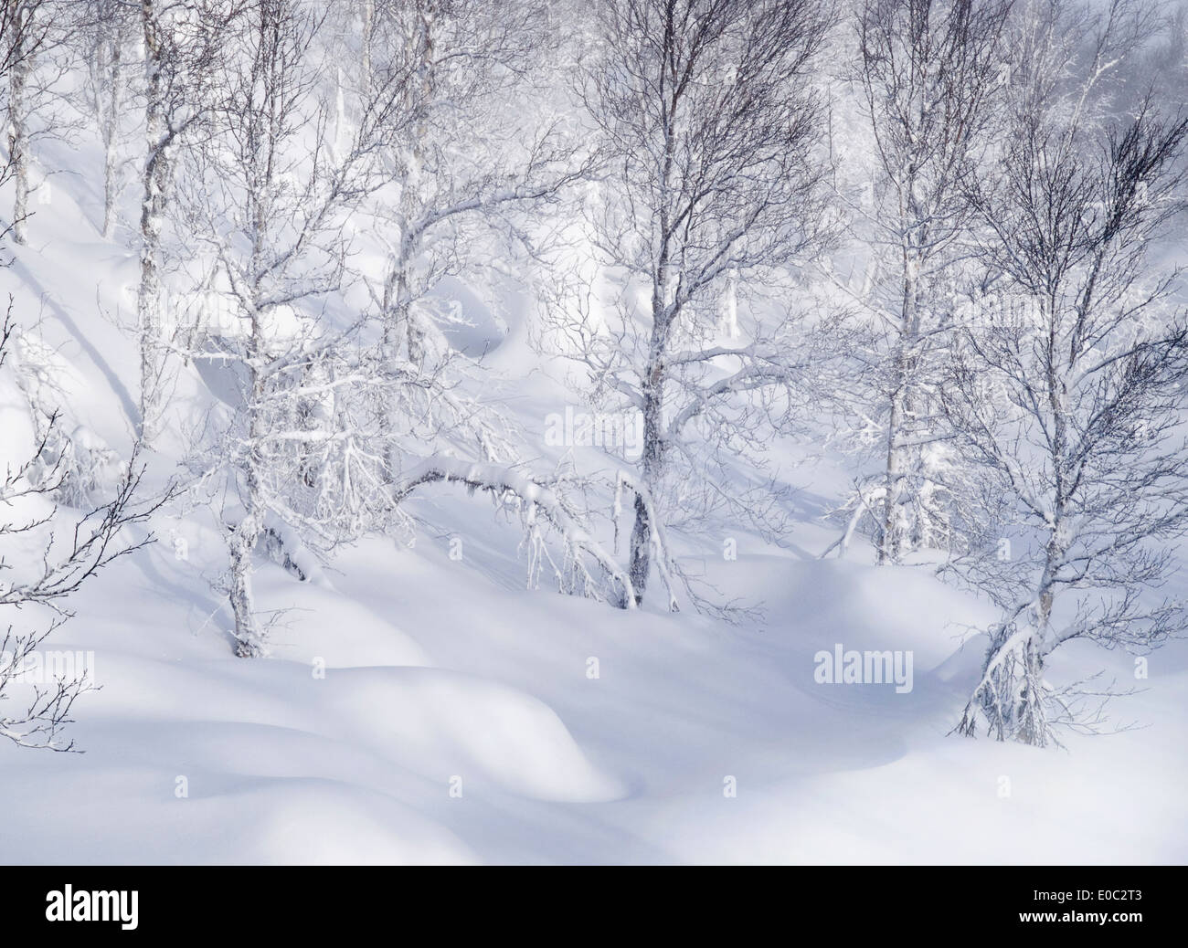 Deep, fresh snow amongst trees in the Norwegian mountains Stock Photo ...
