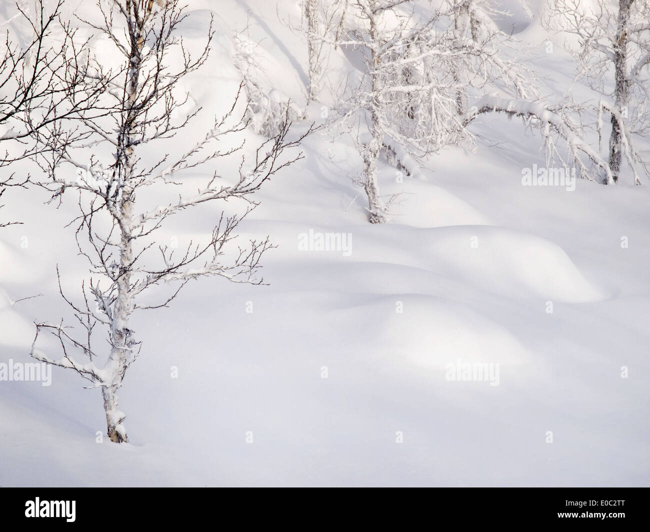 Deep, fresh snow amongst trees in the Norwegian mountains Stock Photo ...