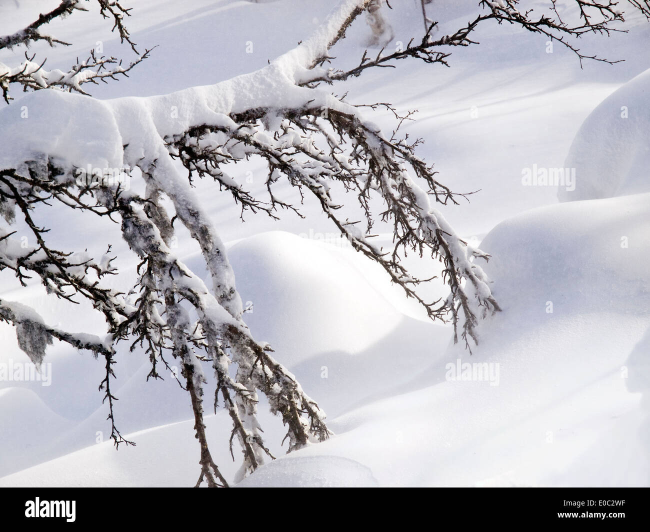 Deep white snow on trees hi-res stock photography and images - Alamy