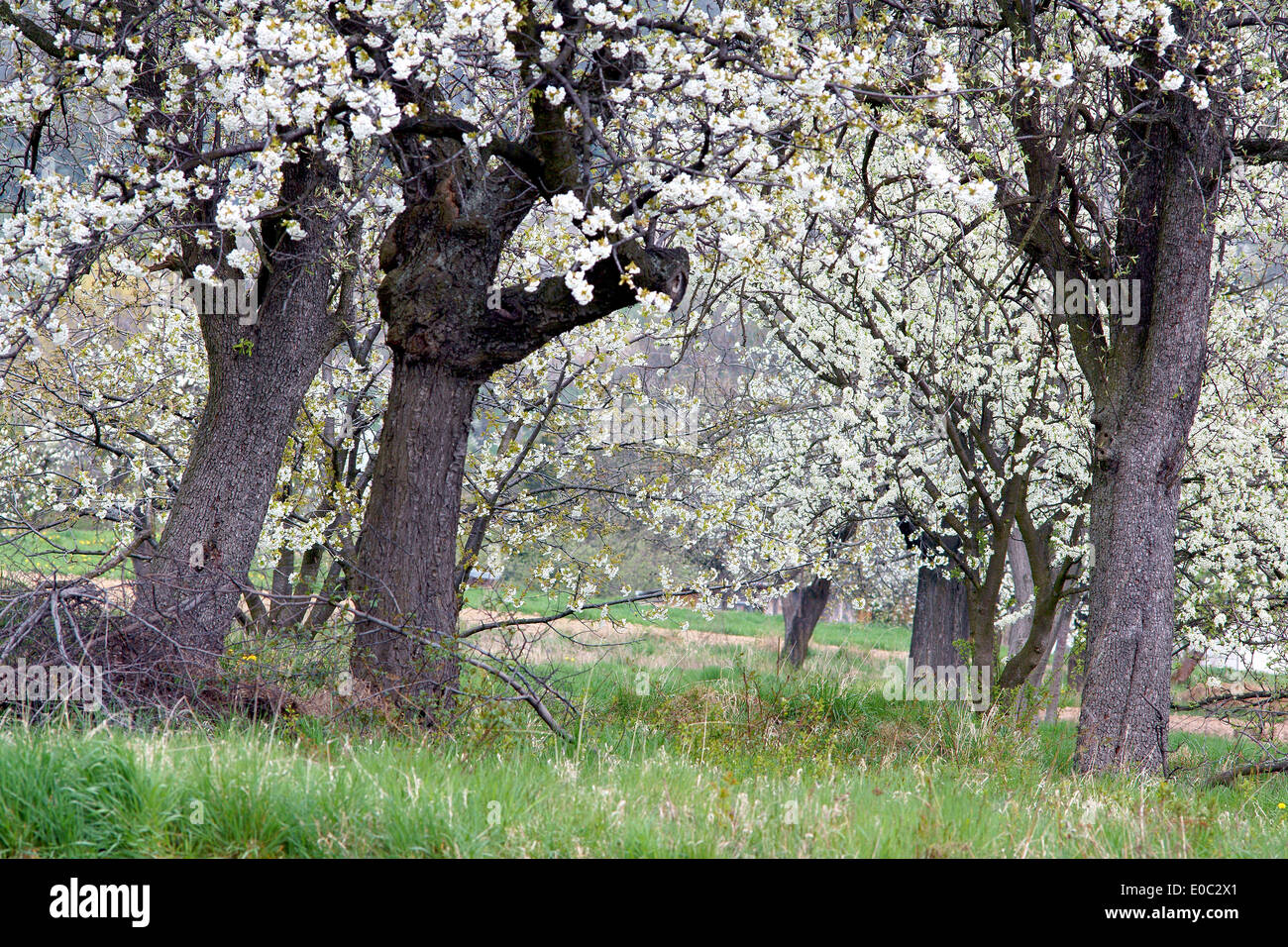 Blooming old gnarled cherry trees cherry trees Stock Photo - Alamy