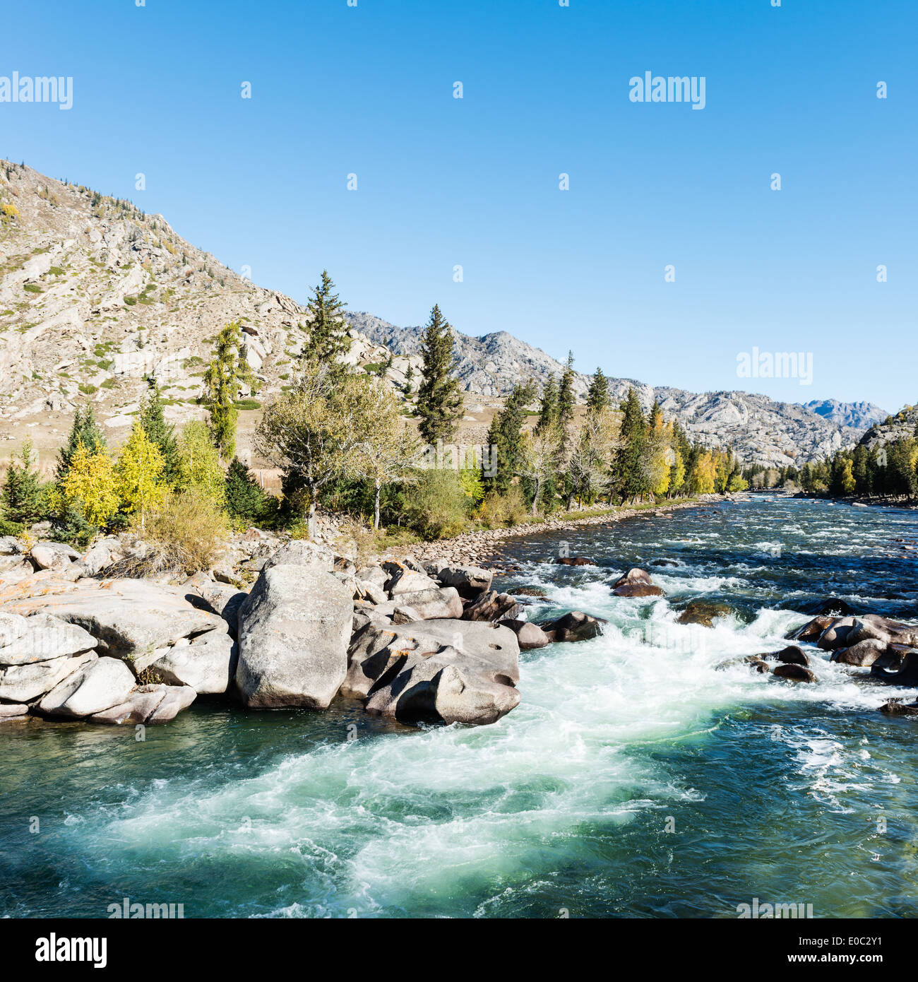Birch trees in xinjiang,china Stock Photo - Alamy