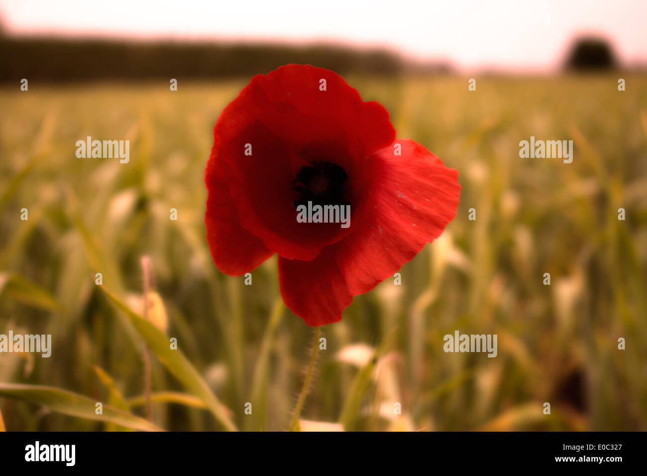 Lone Red poppy on green weeds field Stock Photo - Alamy