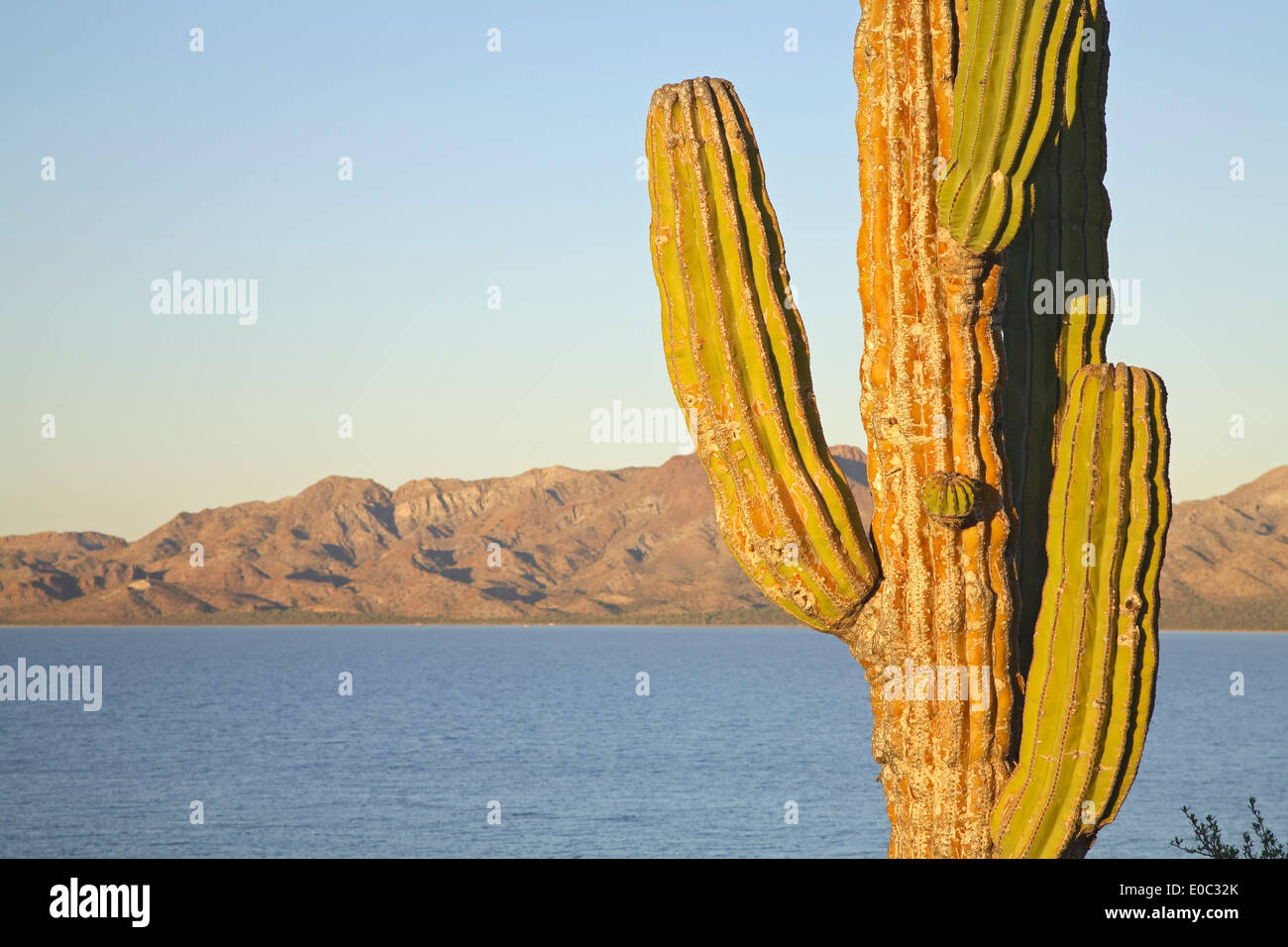 Cardon (Pachycereus) tree, Concepcion Bay and mountains, Punta Suenos ...
