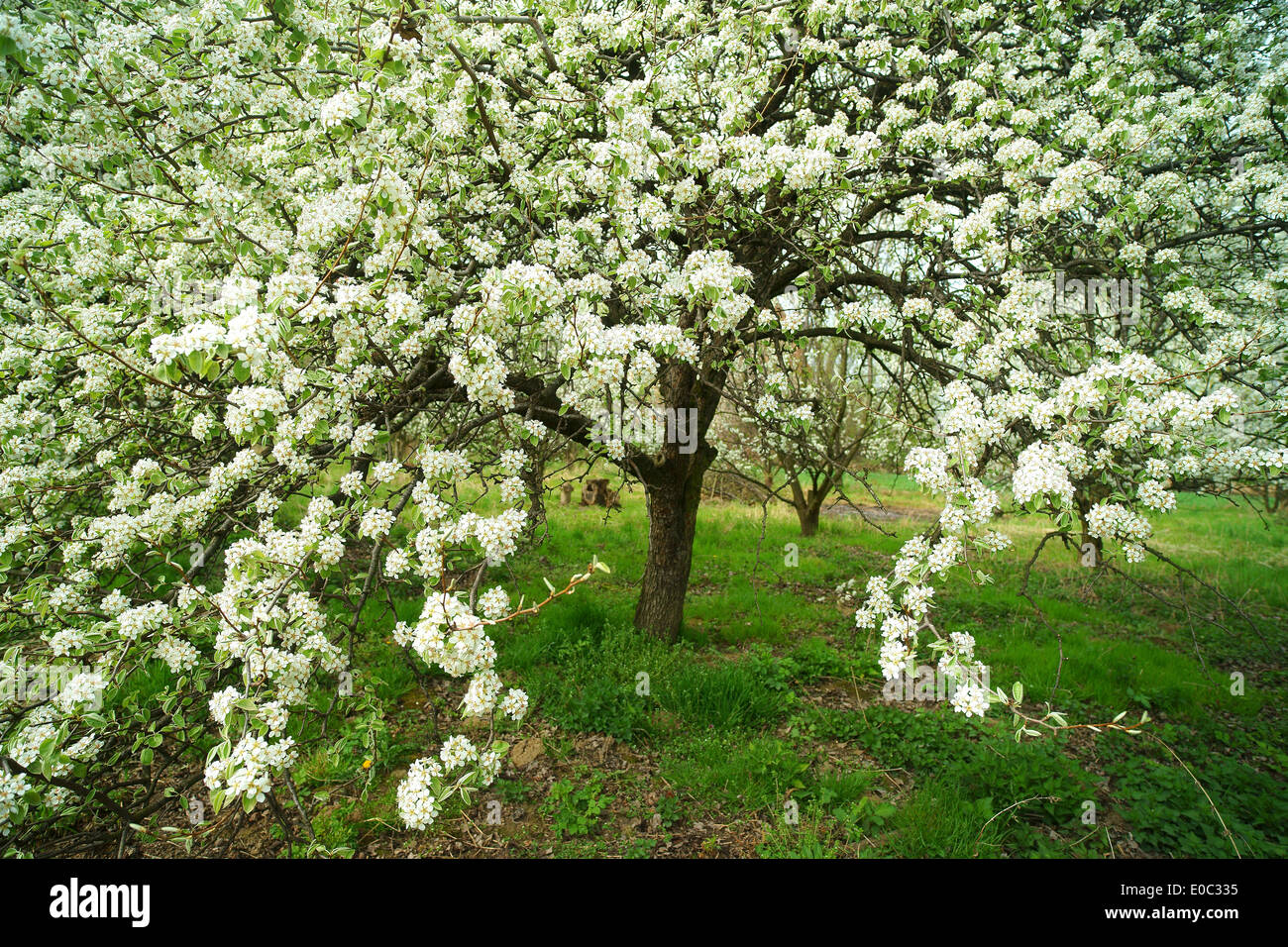 Pear tree in full bloom Stock Photo - Alamy