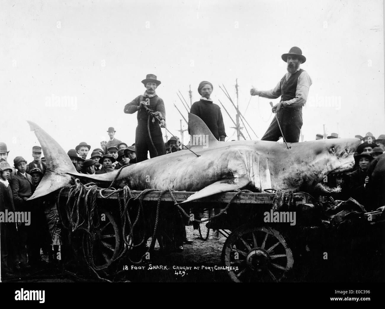 Shark history Black and White Stock Photos & Images - Alamy