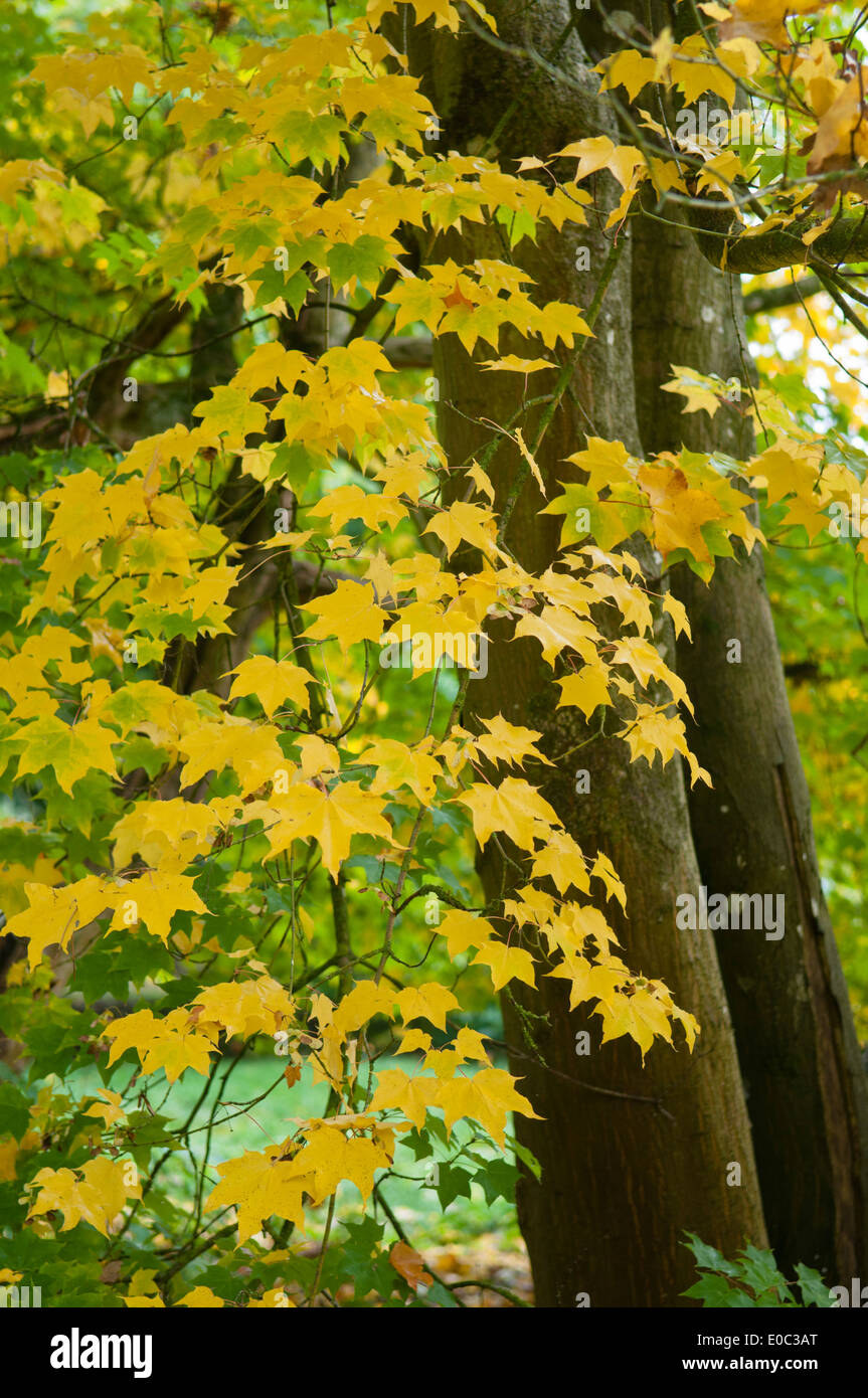 Acer cappadocian hi-res stock photography and images - Alamy