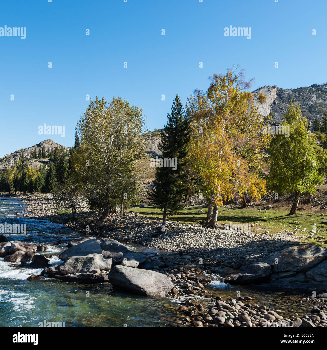 Birch trees in xinjiang,china Stock Photo - Alamy