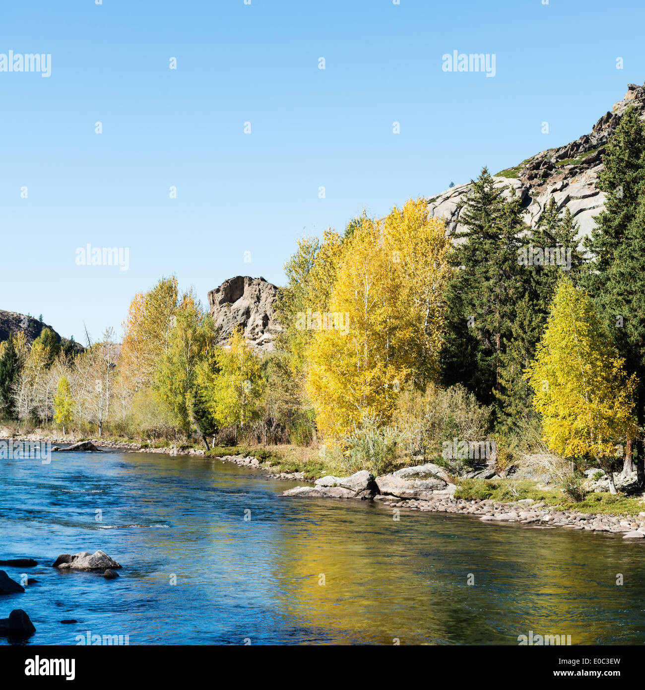 Birch trees in xinjiang,china Stock Photo - Alamy