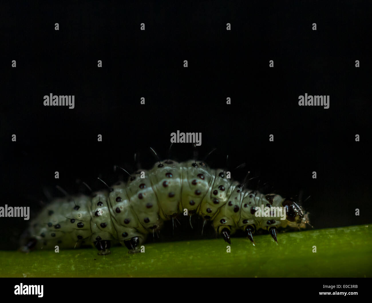 Hungry caterpillar hi-res stock photography and images - Alamy