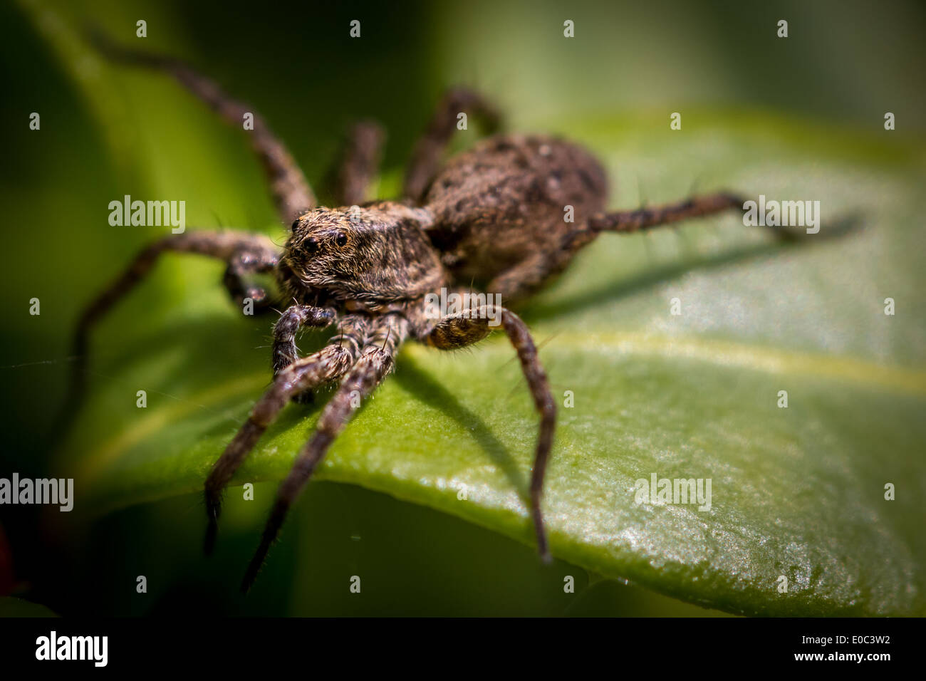 Spotted wolf spider (Pardosa amentata) Uk Stock Photo - Alamy