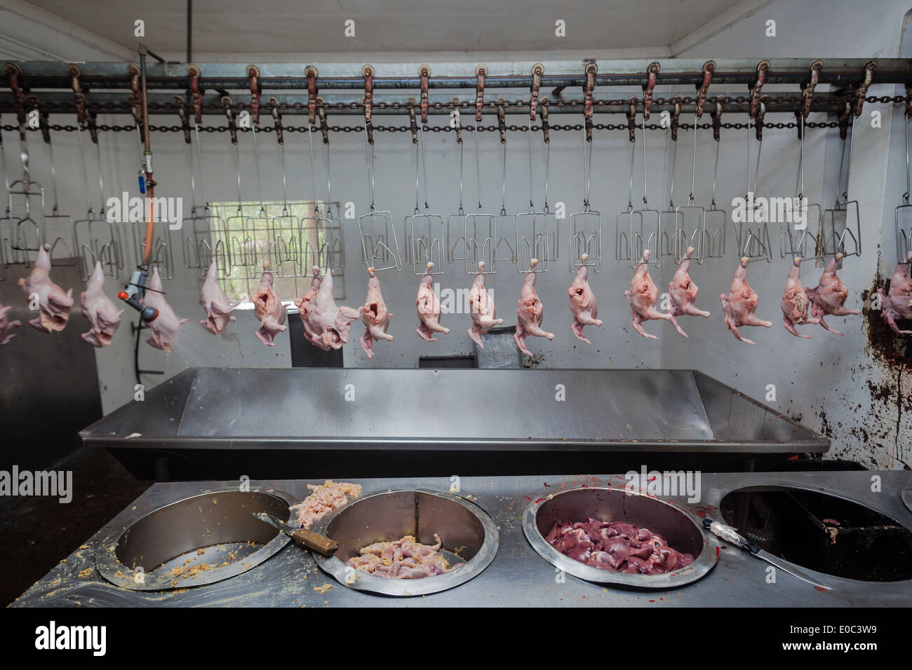 Agriculture poultry small abattoir processing for organic fed chicken ...