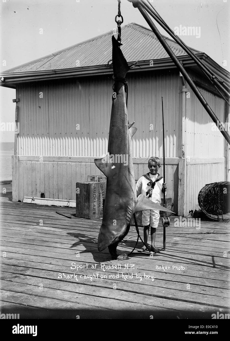 A photograph showing a shark caught at Russell, New Zealand, around ...