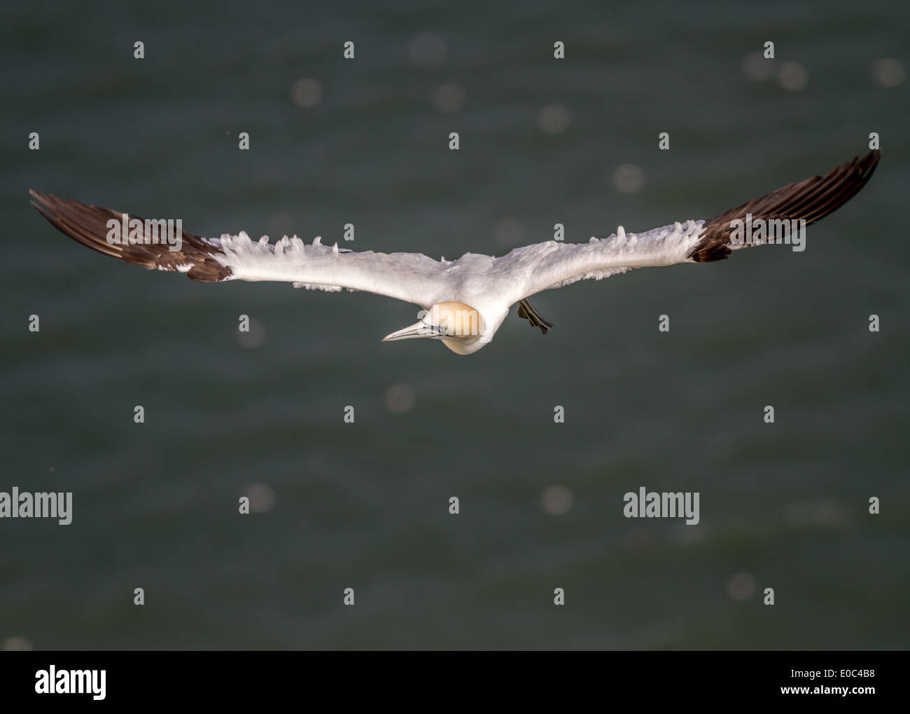 Gannet yorkshire hi-res stock photography and images - Alamy