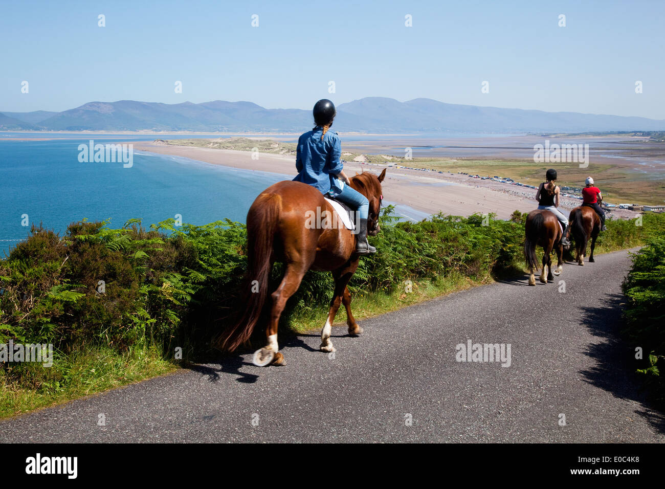 County down ireland horse hi-res stock photography and images - Alamy