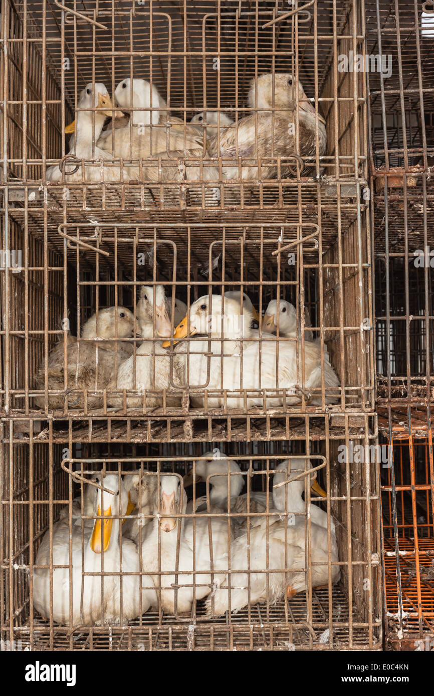 Agriculture poultry small abattoir processing for organic fed chicken ...