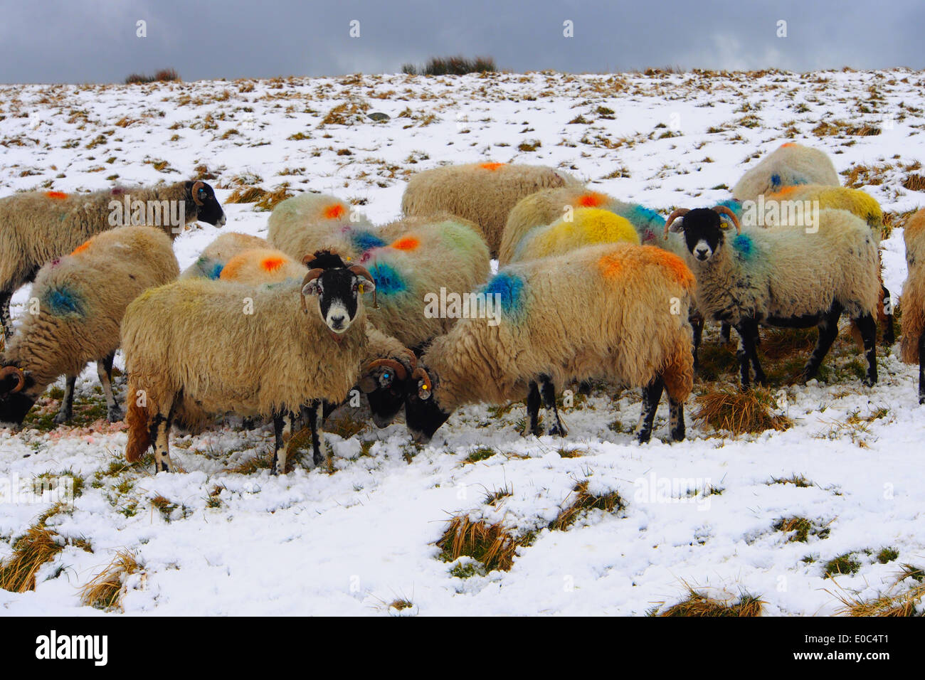 Sheep markings uk hi-res stock photography and images - Alamy