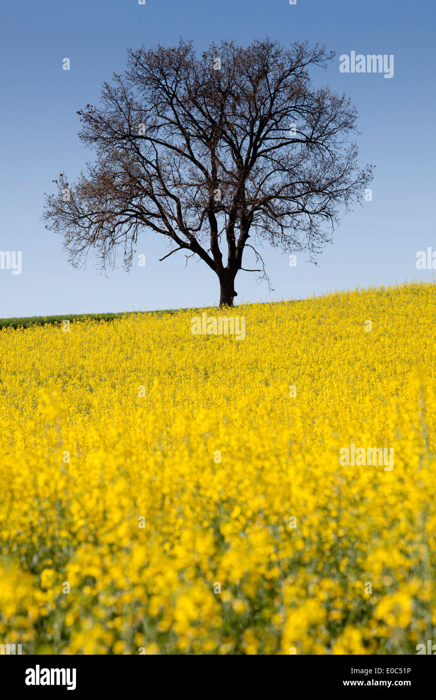 Field of yellow flowers and a tree Stock Photo - Alamy