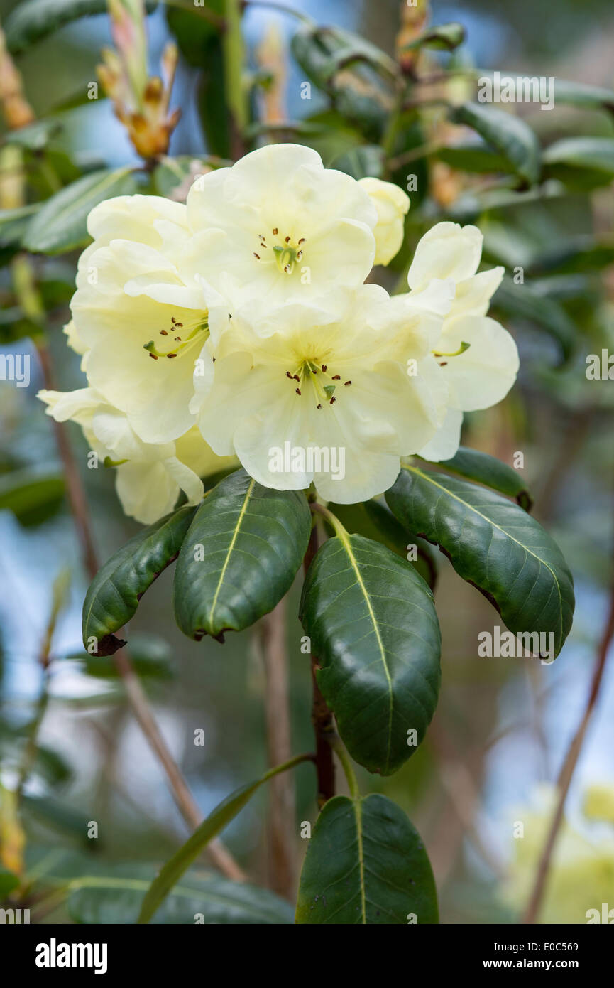 Rhododendron "Rosa Stevenson" flowers in Himalayan Garden and Sculpture ...