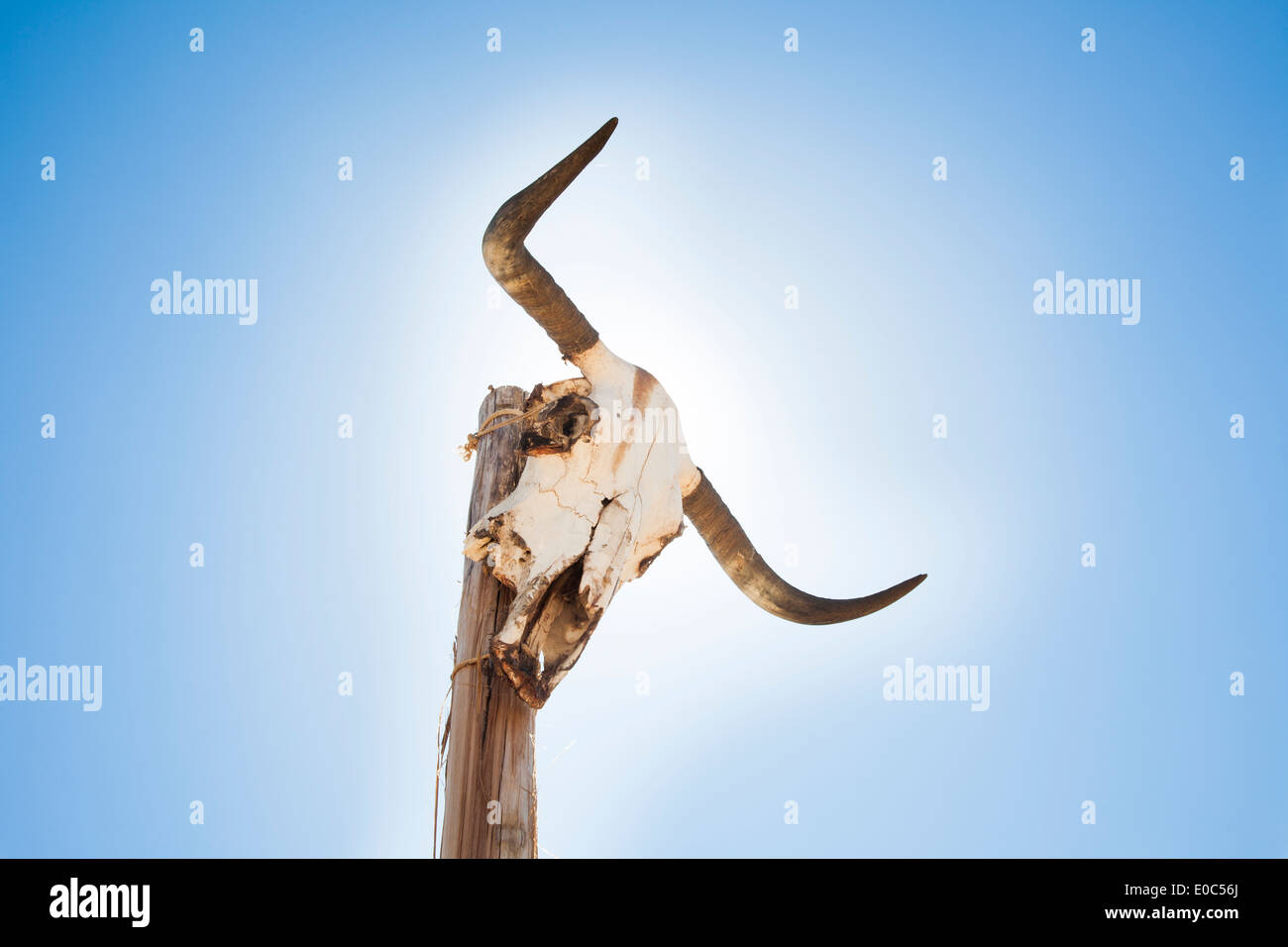 Dead cow skeleton bone bones hi-res stock photography and images - Alamy