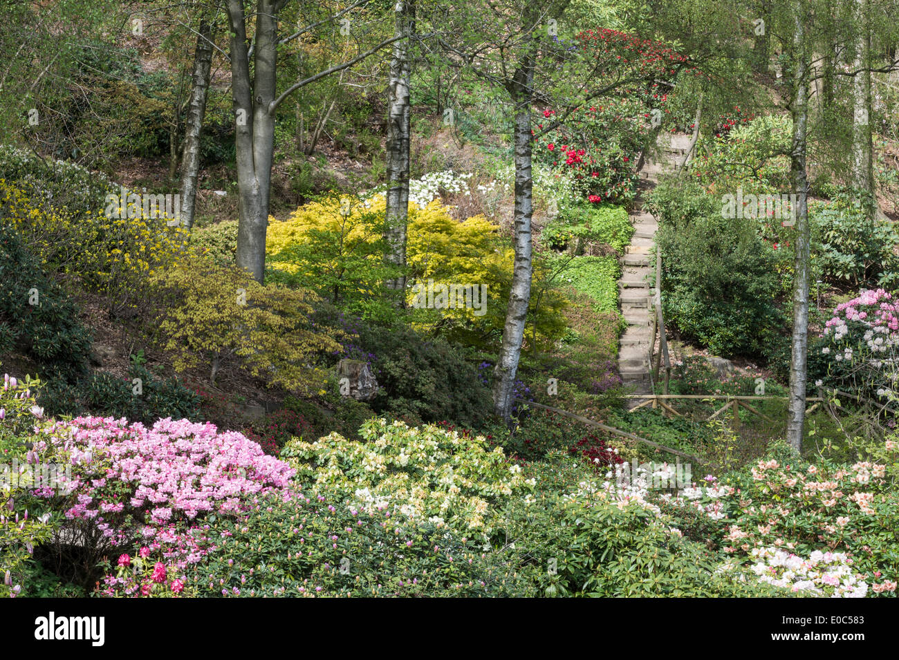 Variety of Rhododendrons flowering in Himalayan Garden and Sculpture ...
