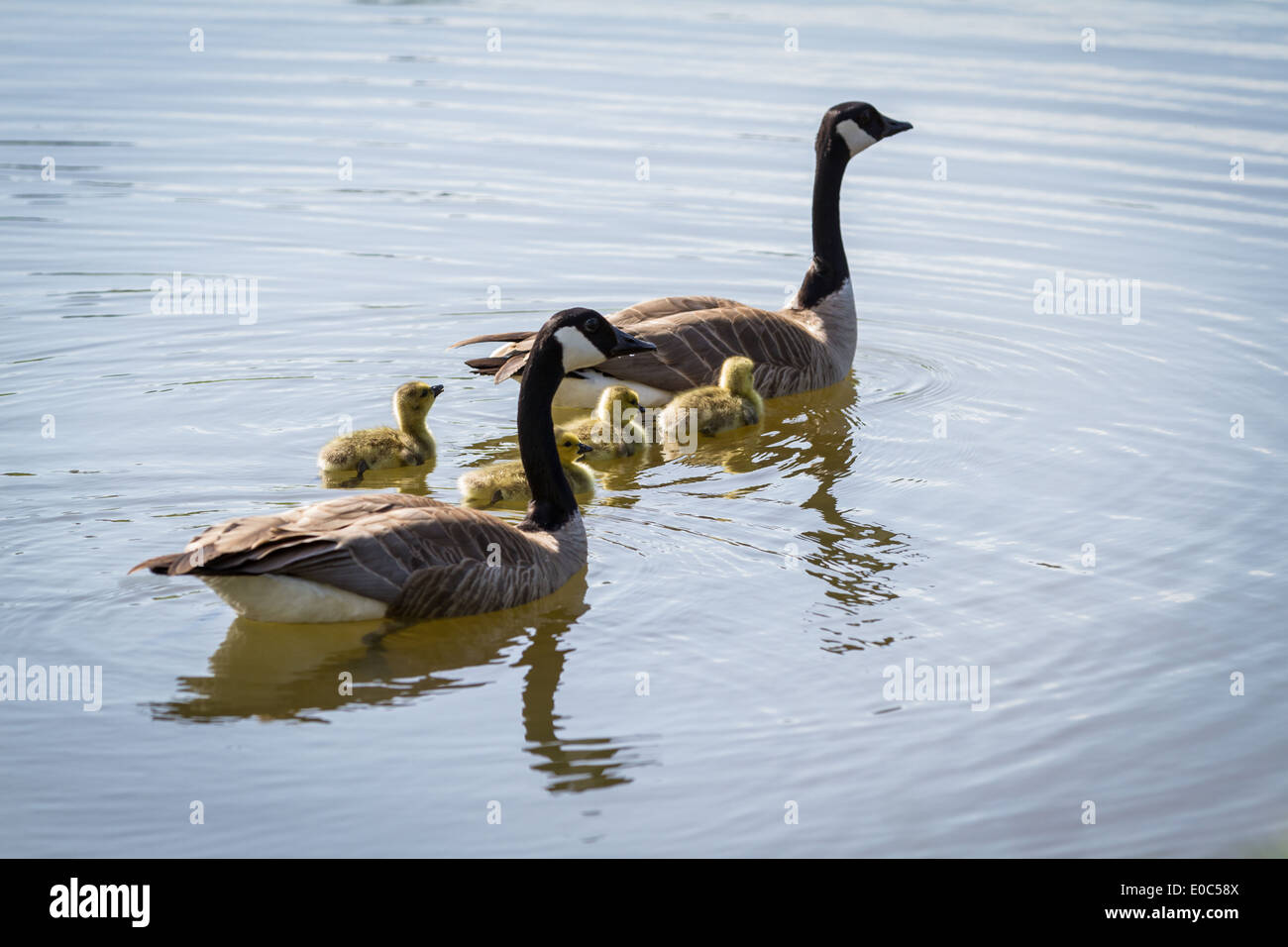 canadian goose family with mom and dad and four babies floating on the ...