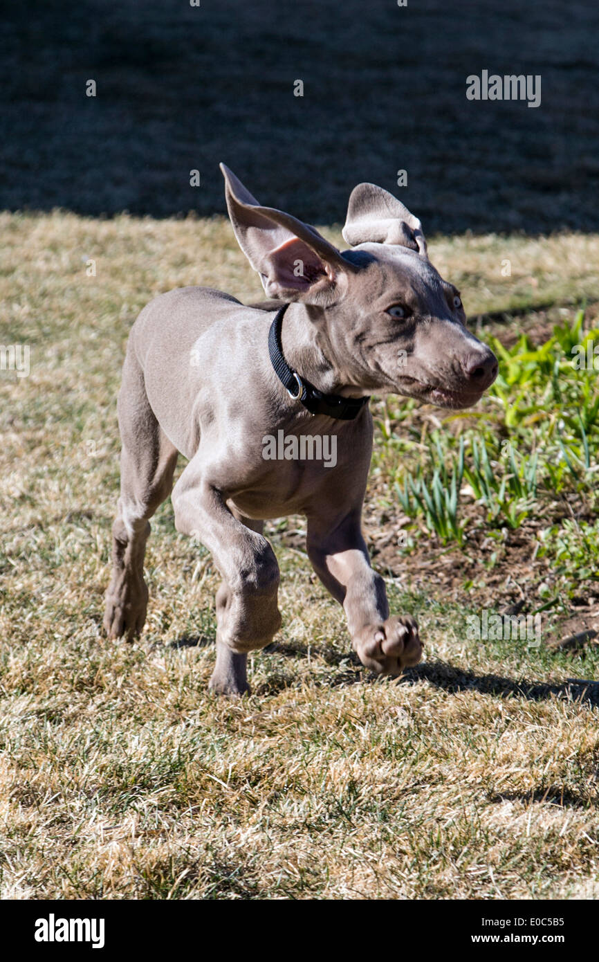 Male Weimaraner puppy (14 weeks), German bred hunting dog running on ...