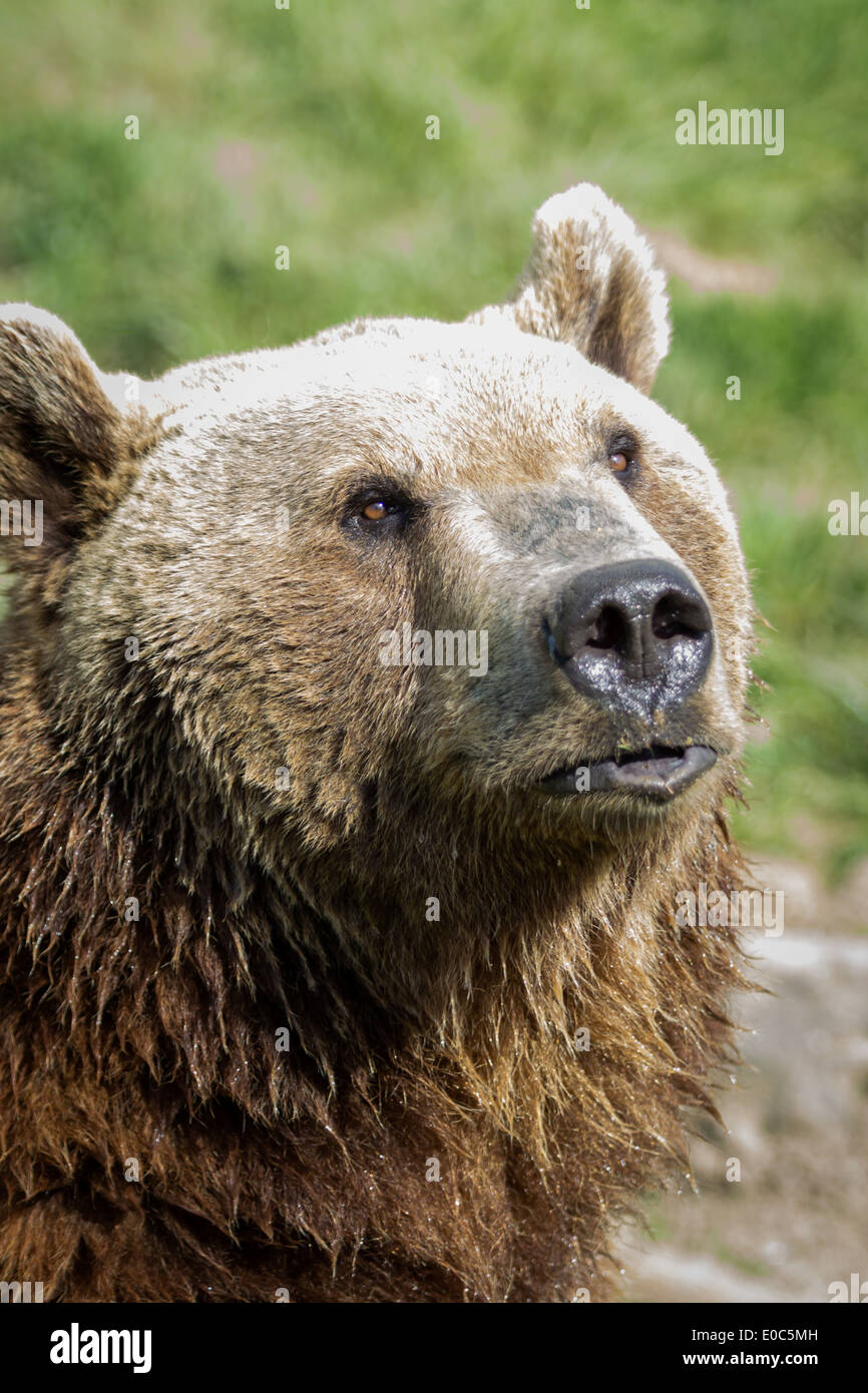Adult male brown bear hi-res stock photography and images - Alamy