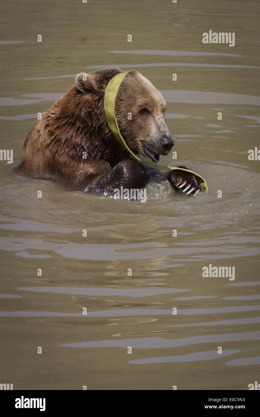 playful adult brown bear in a pond with a piece of a fire hose Stock ...