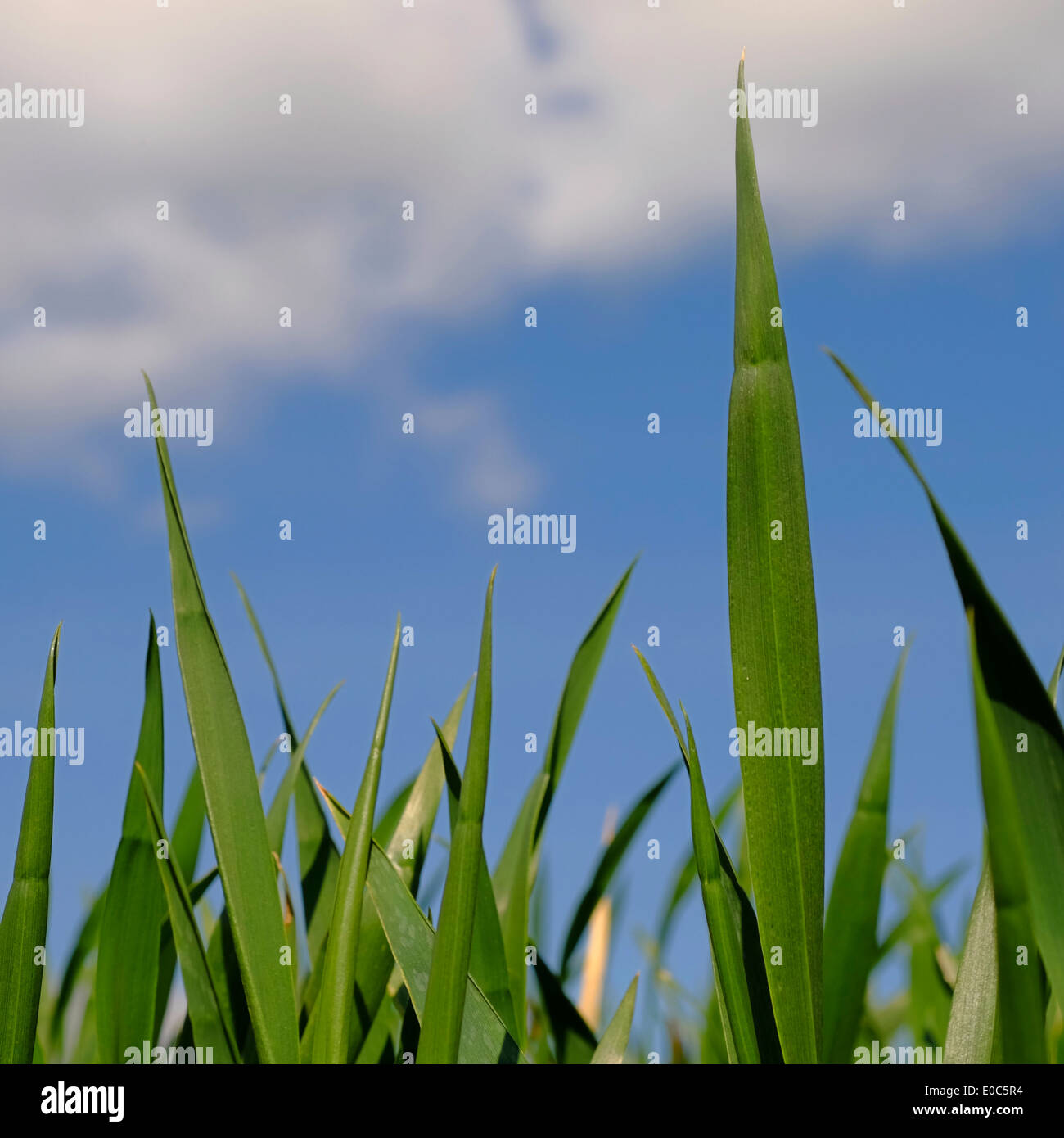 Wheat leaf hi-res stock photography and images - Alamy