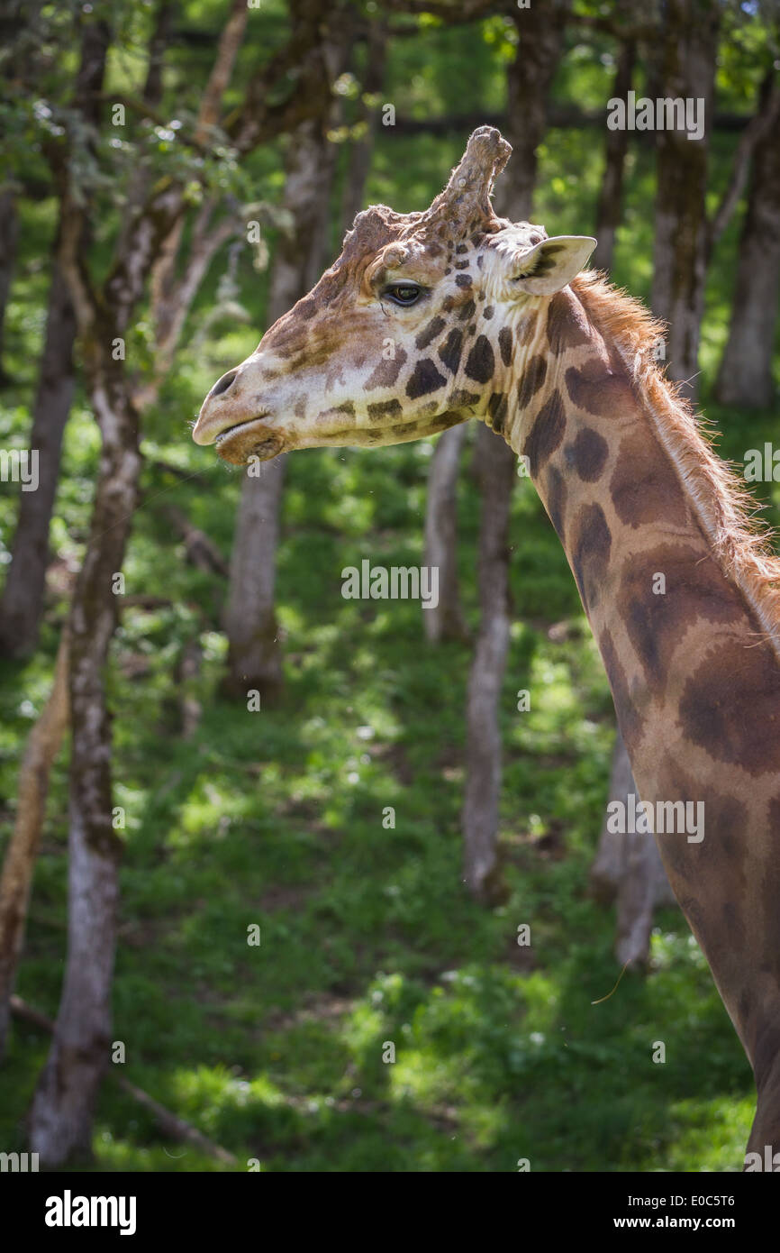 Head and neck detail of adult giraffe hi-res stock photography and ...