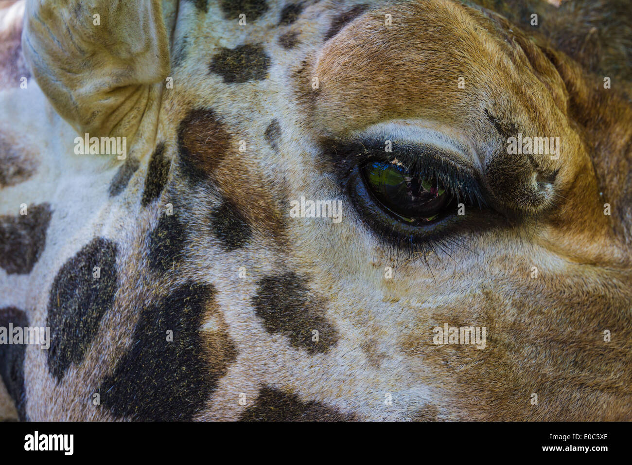 closeup of a giraffe's eye and facial detail Stock Photo - Alamy