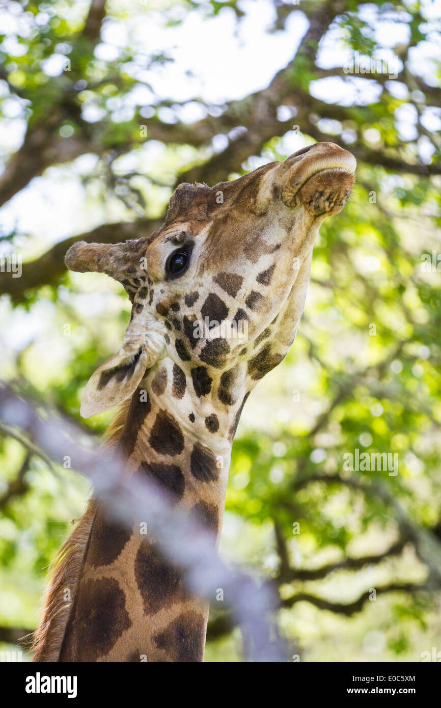 Head and neck detail of adult giraffe hi-res stock photography and ...