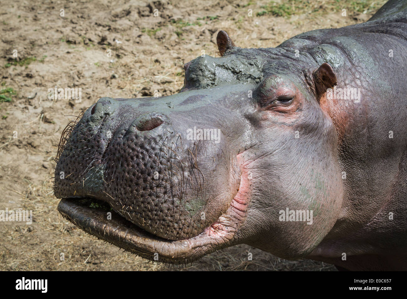 smiling portrait of a large adult male hippo at the zoo Stock Photo - Alamy