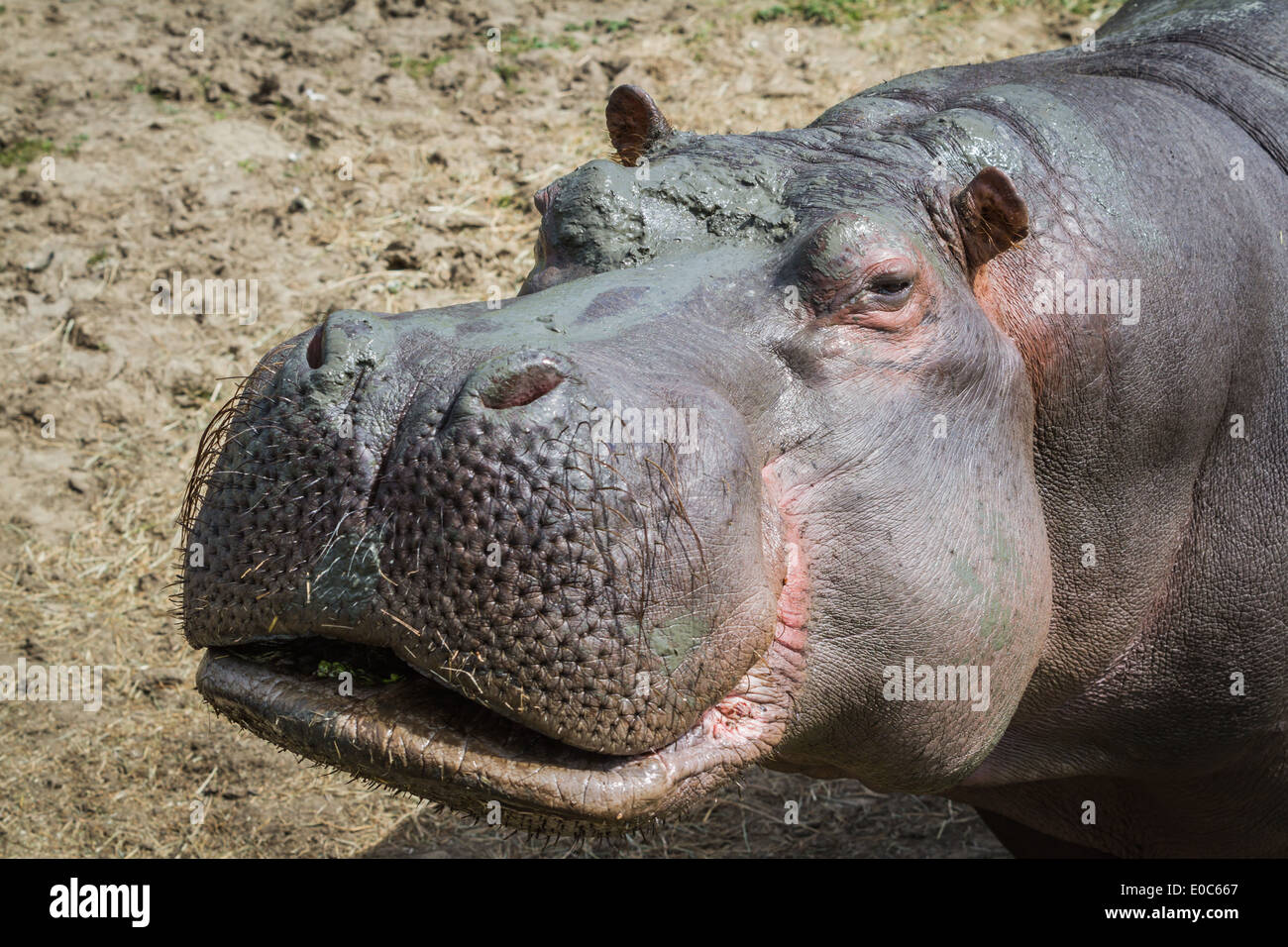 smiling portrait of a large adult male hippo at the zoo Stock Photo - Alamy
