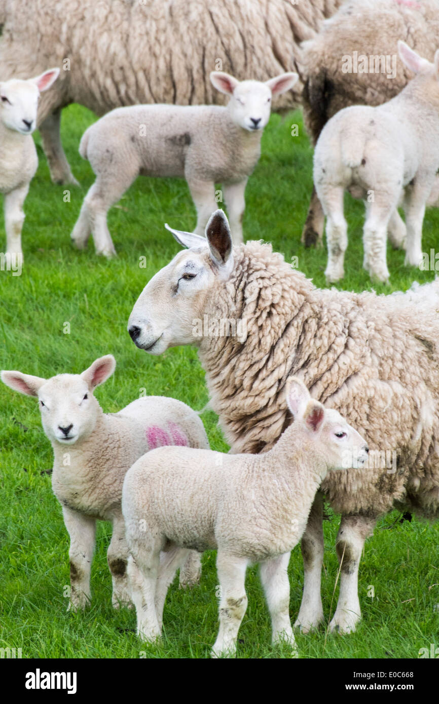 Lamb identification hi-res stock photography and images - Alamy