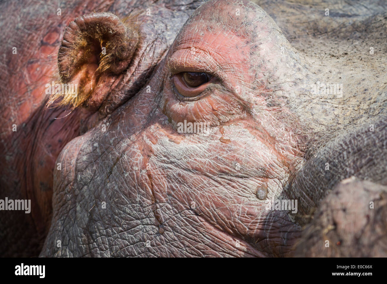 closeup of a hippo's eye and a very muddy face Stock Photo - Alamy