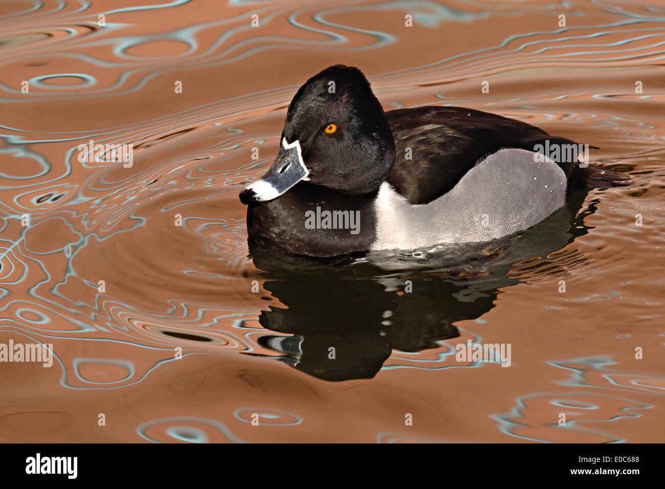 A portrait of a Ring-necked Duck drake on colorful water Stock Photo ...