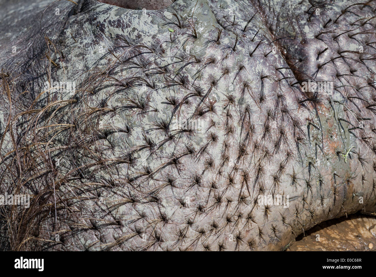 closeup of a hippo's nose and hairy mustache Stock Photo - Alamy