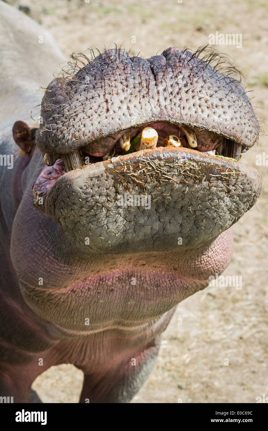 Smiling hippopotamus hi-res stock photography and images - Alamy