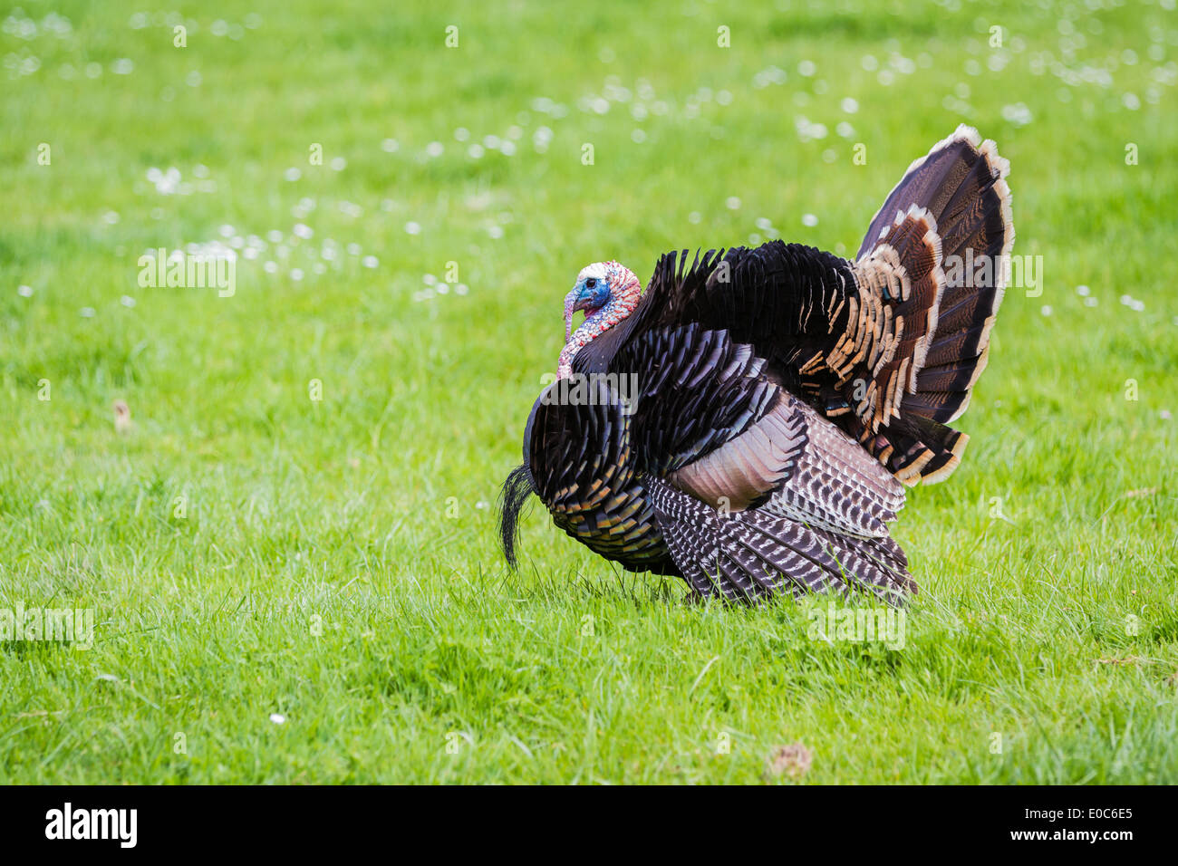 Thanks to the spring hi-res stock photography and images - Alamy