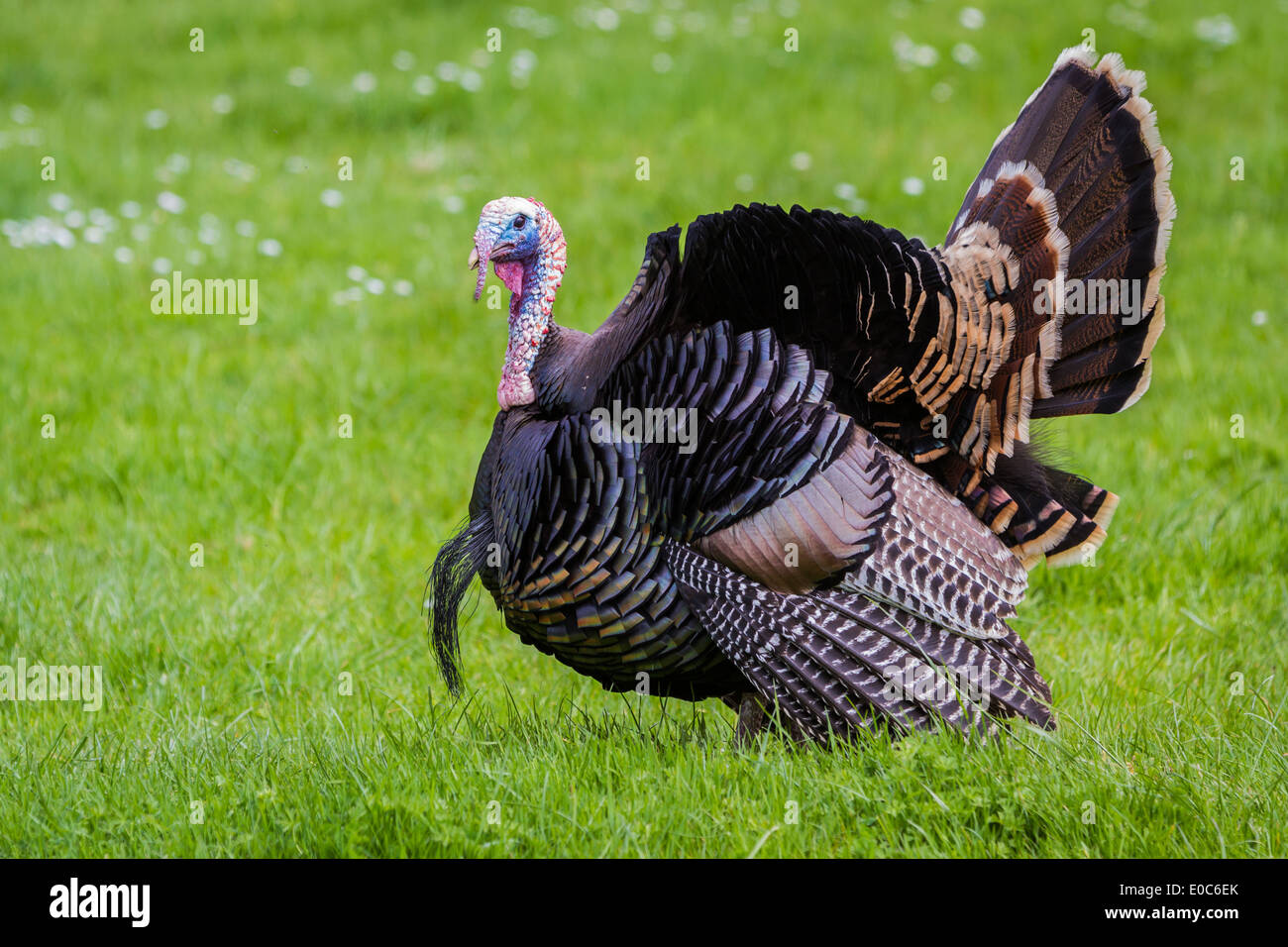 Male turkey showing his feathers hi-res stock photography and images ...