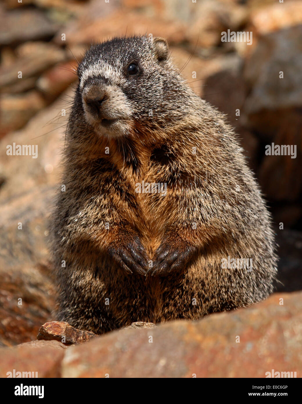 Baby marmot hi-res stock photography and images - Alamy