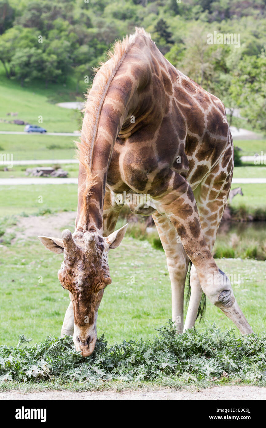 Head and neck detail of adult giraffe hi-res stock photography and ...