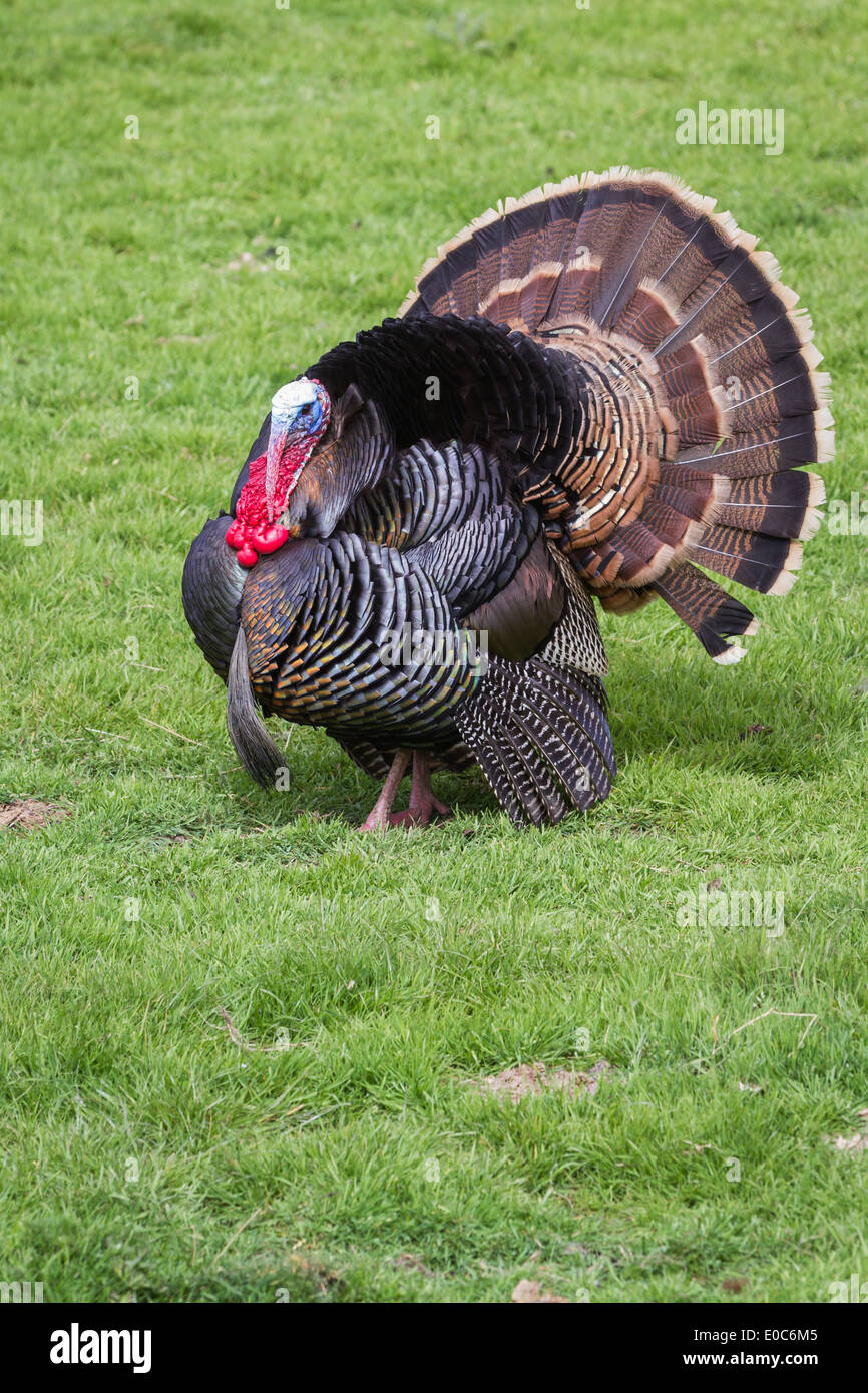 Male turkey showing his feathers hi-res stock photography and images ...