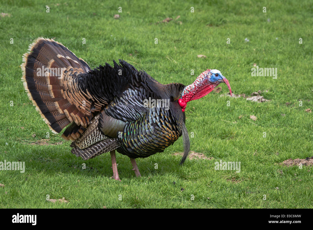 Adult tom turkey hi-res stock photography and images - Alamy